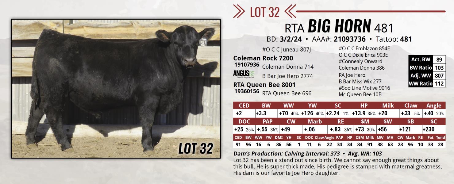 Lot 32: Rafter T Angus - Annual Bull Sale | DVAuction