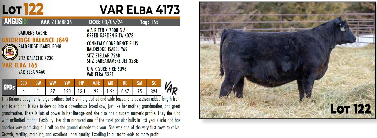 Lot 122: Vollmer Angus Ranch - 48th Annual Angus Bull Sale | DVAuction