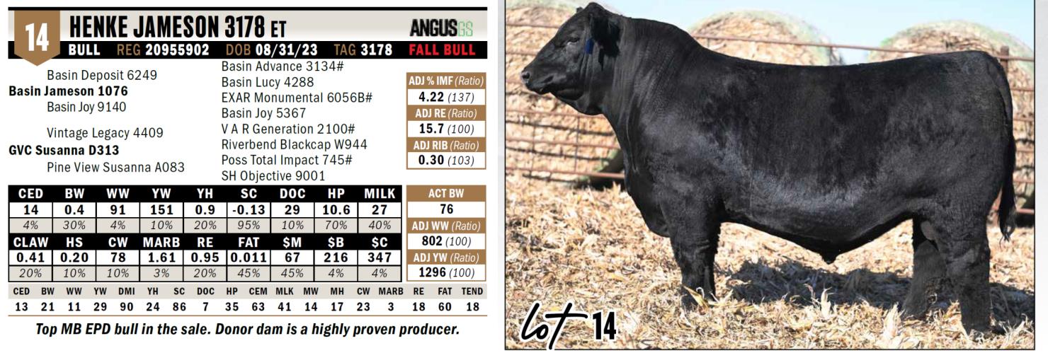 Lot 14: Henke Angus Farms - Annual Production Sale | DVAuction