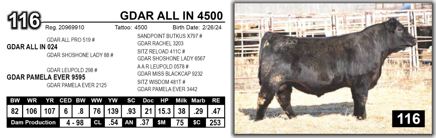 Lot 116: Gartner-Denowh Angus Ranch - Annual Bull Sale | DVAuction