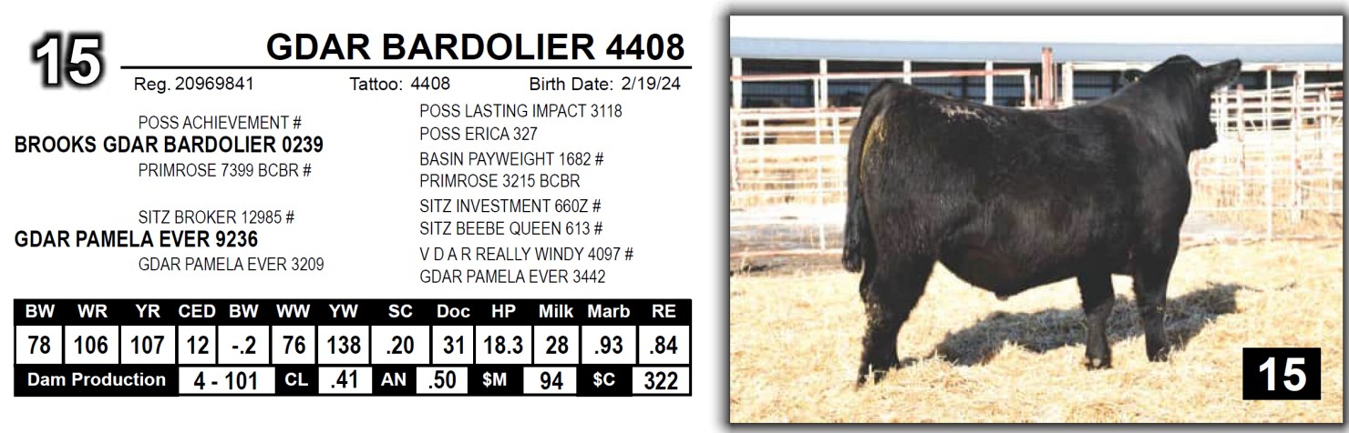 Lot 15: Gartner-Denowh Angus Ranch - Annual Bull Sale | DVAuction
