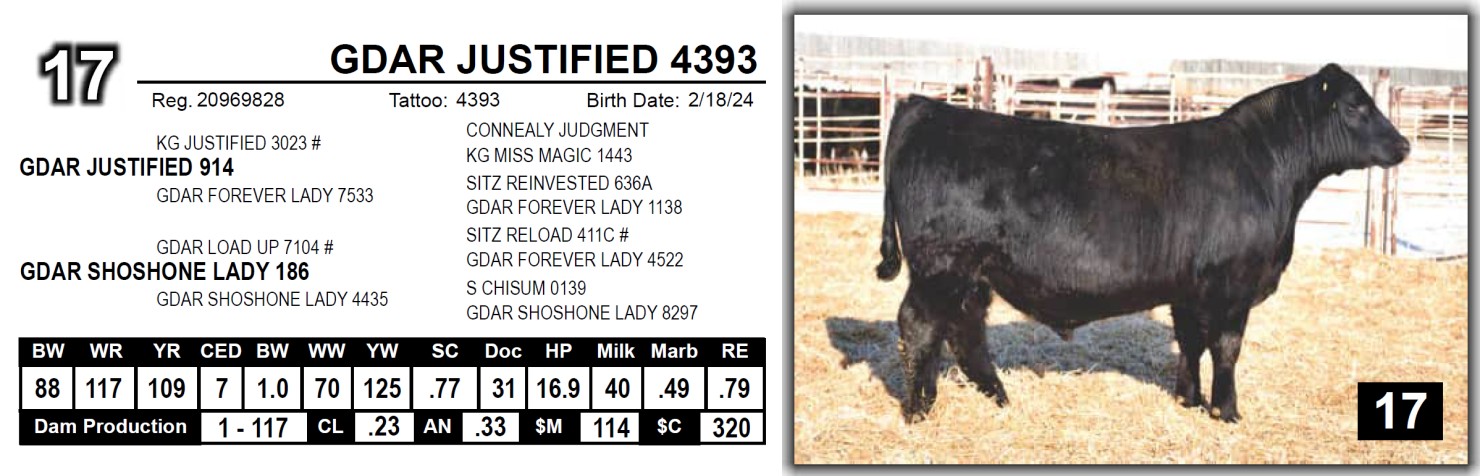 Lot 17: Gartner-Denowh Angus Ranch - Annual Bull Sale | DVAuction