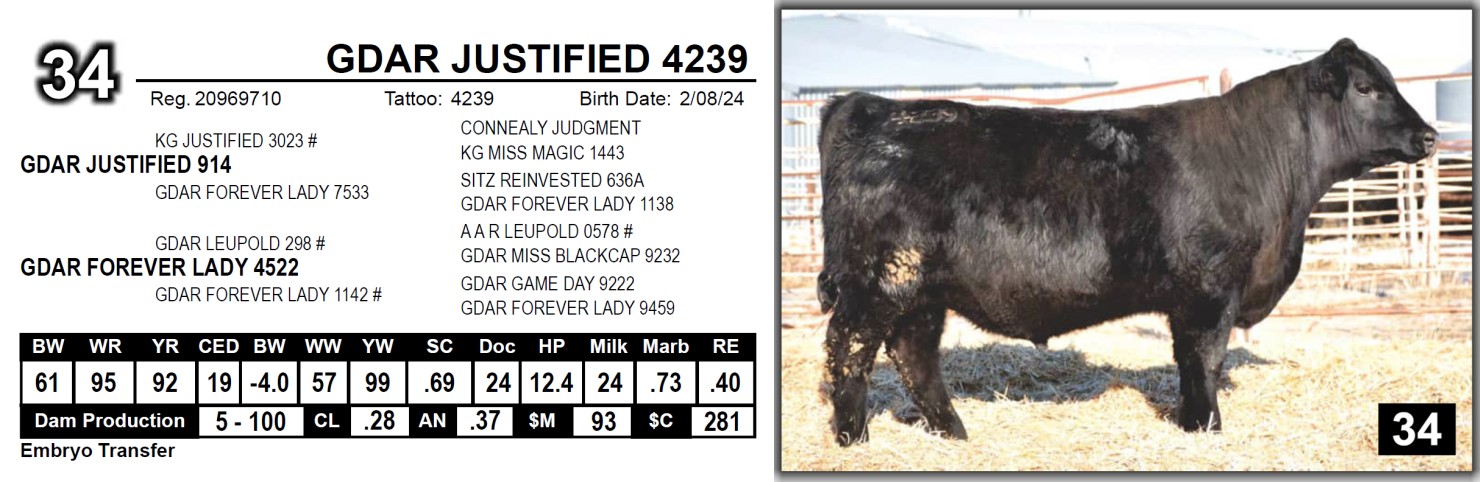 Lot 34: Gartner-Denowh Angus Ranch - Annual Bull Sale | DVAuction