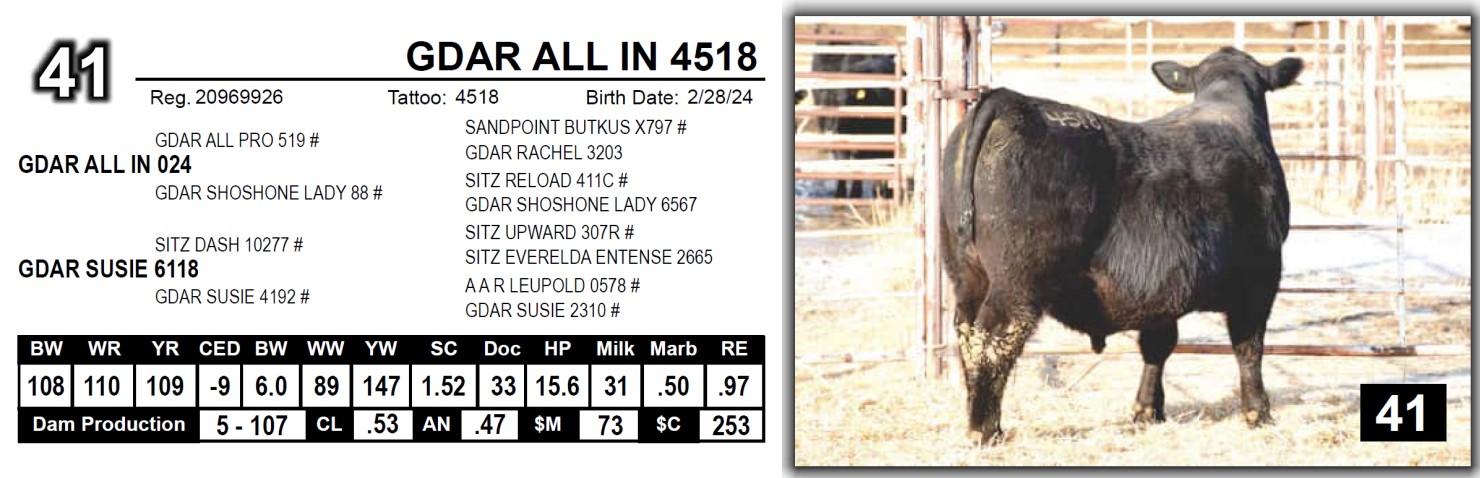 Lot 41: Gartner-Denowh Angus Ranch - Annual Bull Sale | DVAuction