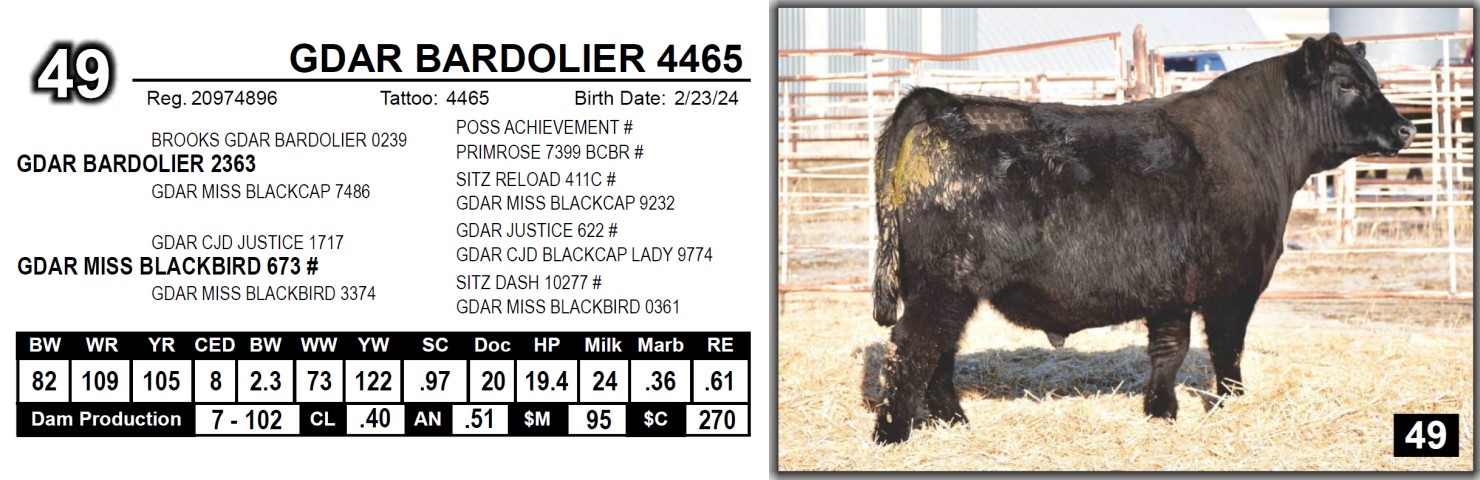 Lot 49: Gartner-Denowh Angus Ranch - Annual Bull Sale | DVAuction