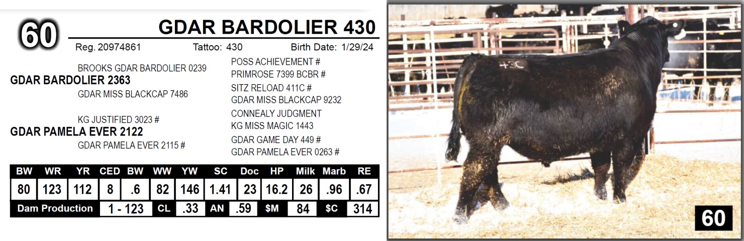 Lot 60: Gartner-Denowh Angus Ranch - Annual Bull Sale | DVAuction