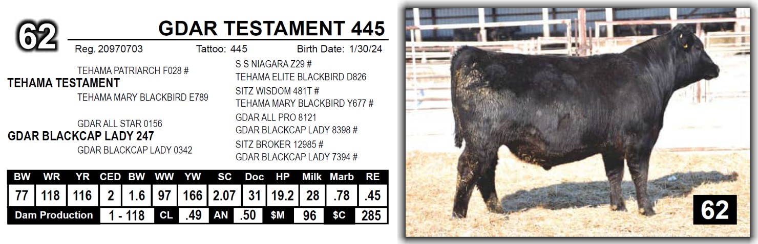 Lot 62: Gartner-Denowh Angus Ranch - Annual Bull Sale | DVAuction