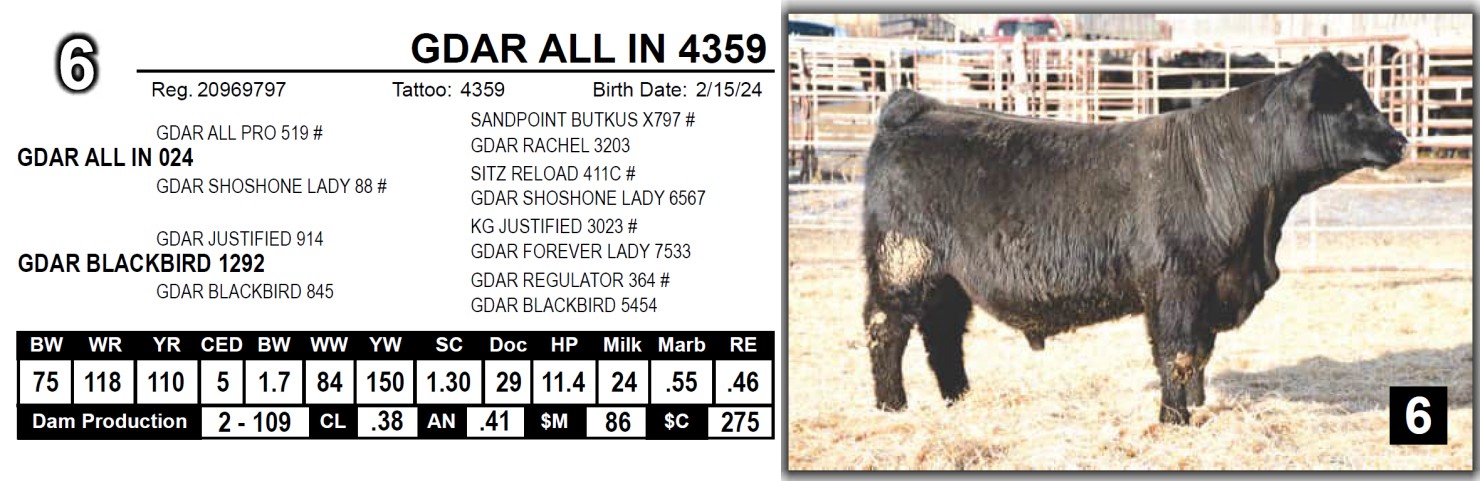 Lot 6: Gartner-Denowh Angus Ranch - Annual Bull Sale | DVAuction
