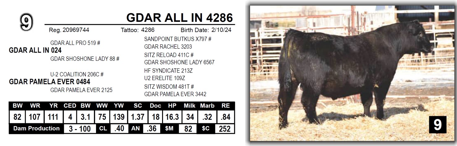Lot 9: Gartner-Denowh Angus Ranch - Annual Bull Sale | DVAuction