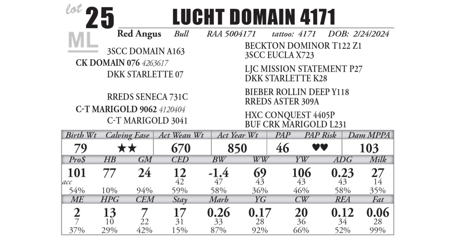 Lot 25 - Lucht Domain 4171: Lucht Red Angus - Annual Bull Sale | Lucht ...