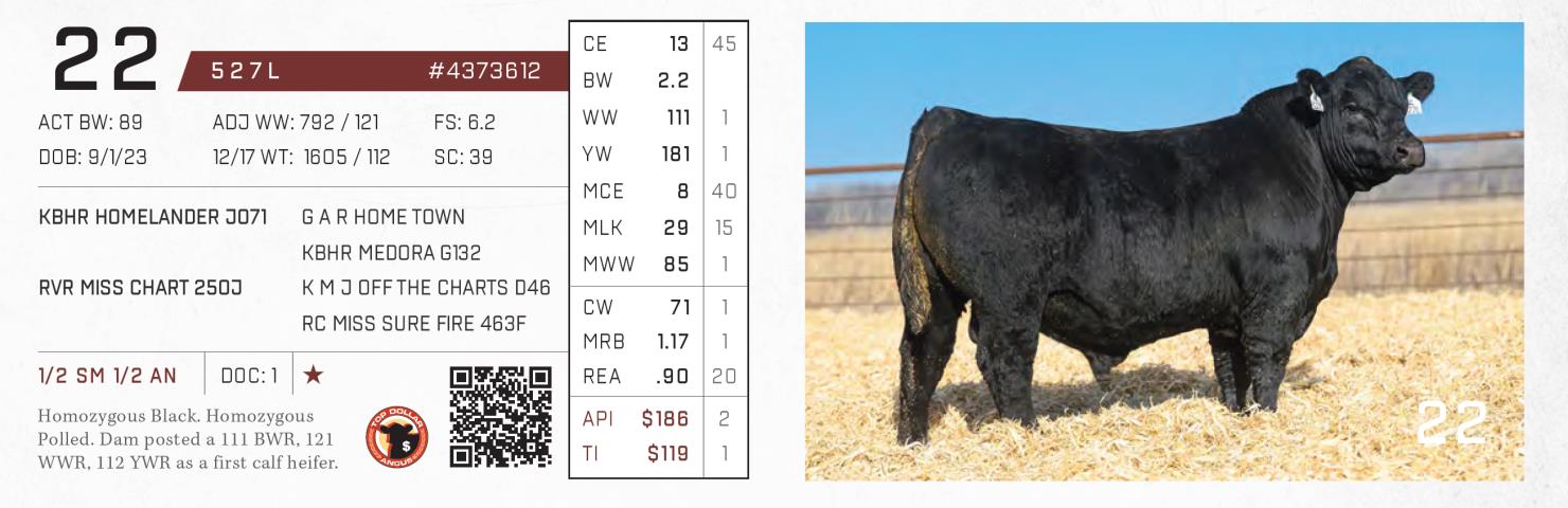 Lot 22: River Creek Farms - 35th Annual "Built to Work" SimAngus Bull Sale | DVAuction