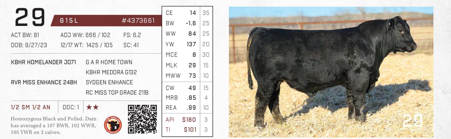 Lot 29: River Creek Farms - 35th Annual "Built to Work" SimAngus Bull Sale | DVAuction