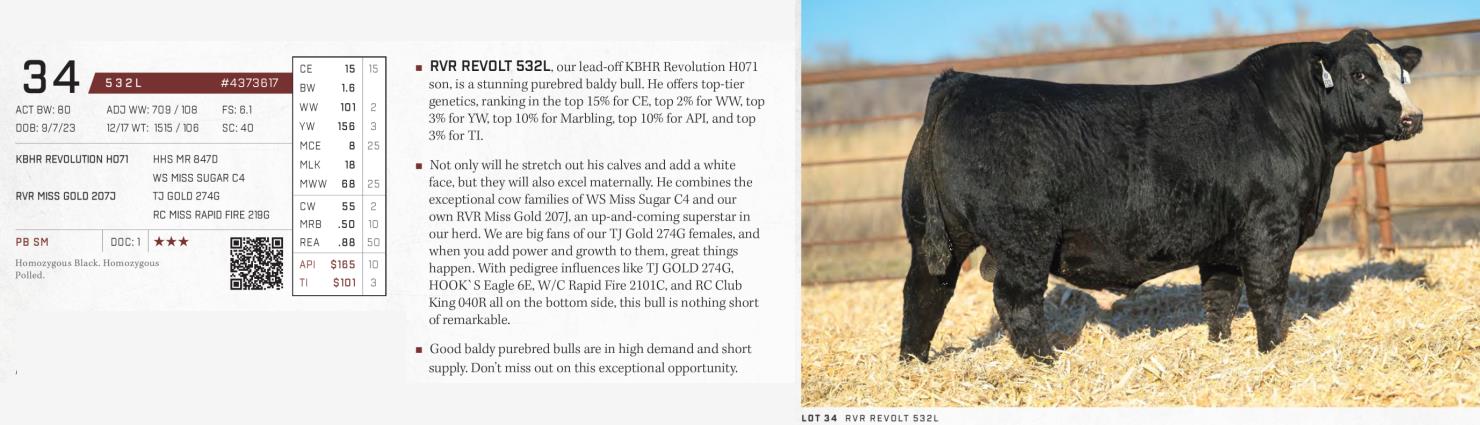 Lot 34: River Creek Farms - 35th Annual "Built to Work" SimAngus Bull Sale | DVAuction