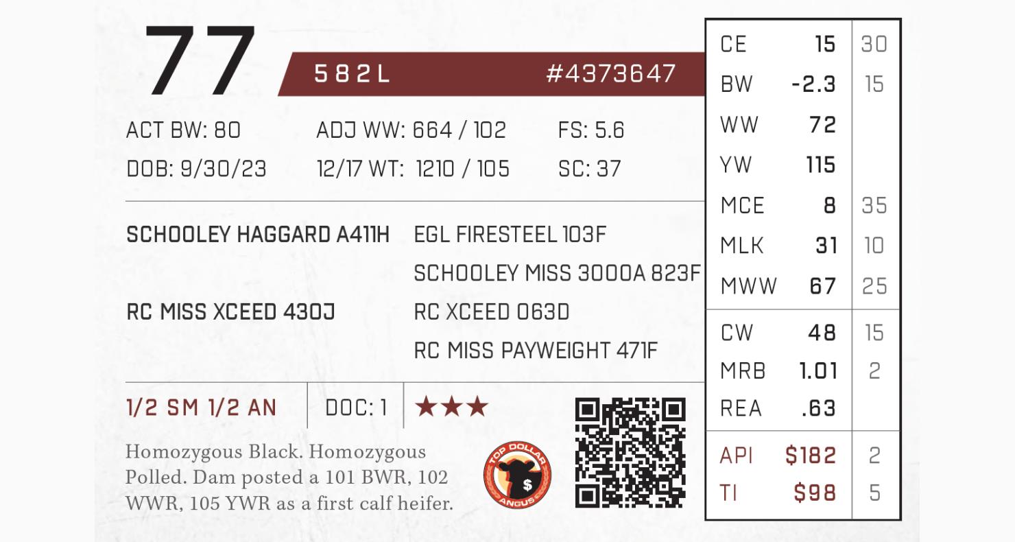 Lot 77: River Creek Farms - 35th Annual "Built to Work" SimAngus Bull Sale | DVAuction