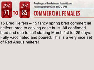 Lot 73: Star G Ranch & Friends Red Angus Auction | DVAuction