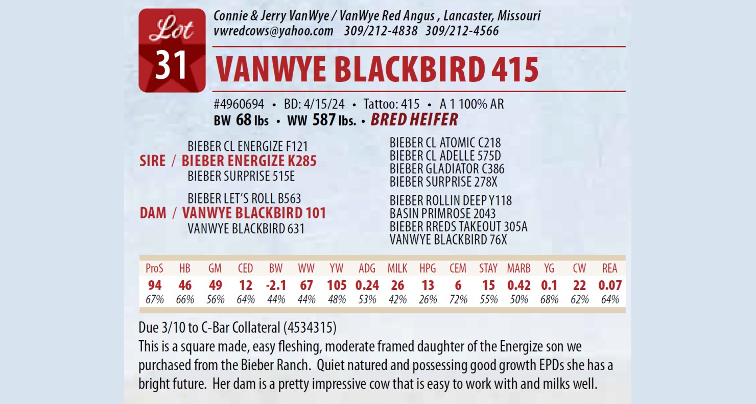 Lot 31: Star G Ranch & Friends Red Angus Auction | DVAuction