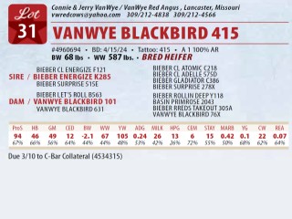 Lot 31: Star G Ranch & Friends Red Angus Auction | DVAuction