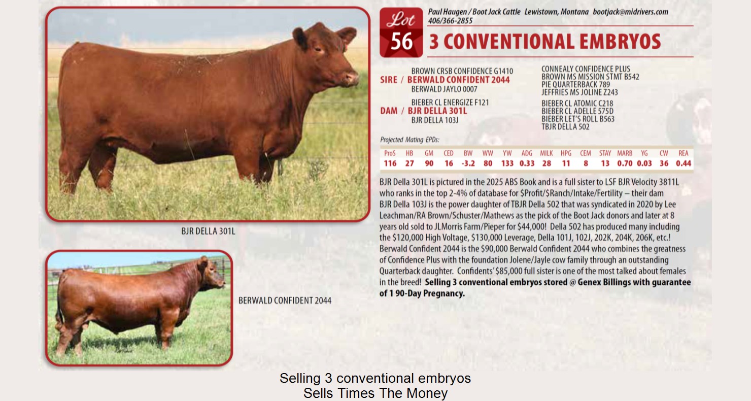 Lot 56: Star G Ranch & Friends Red Angus Auction | DVAuction