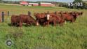 Lot 99: Star G Ranch & Friends Red Angus Auction | DVAuction