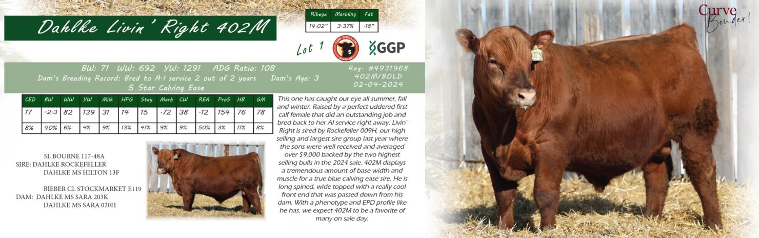 Lot 1: Dahlke Red Angus - Red and Black Angus Production Sale | DVAuction