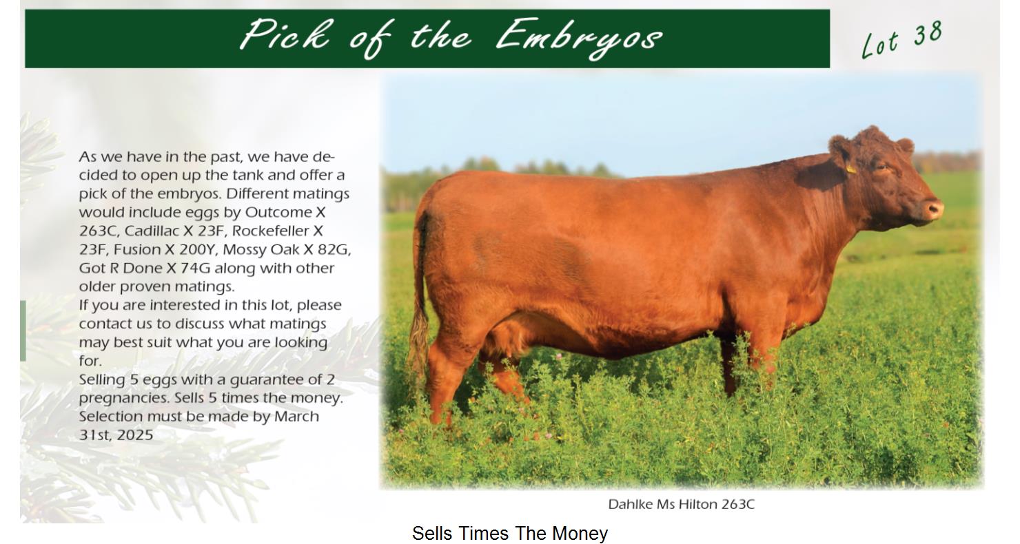 Lot 38: Dahlke Red Angus - Red and Black Angus Production Sale | DVAuction