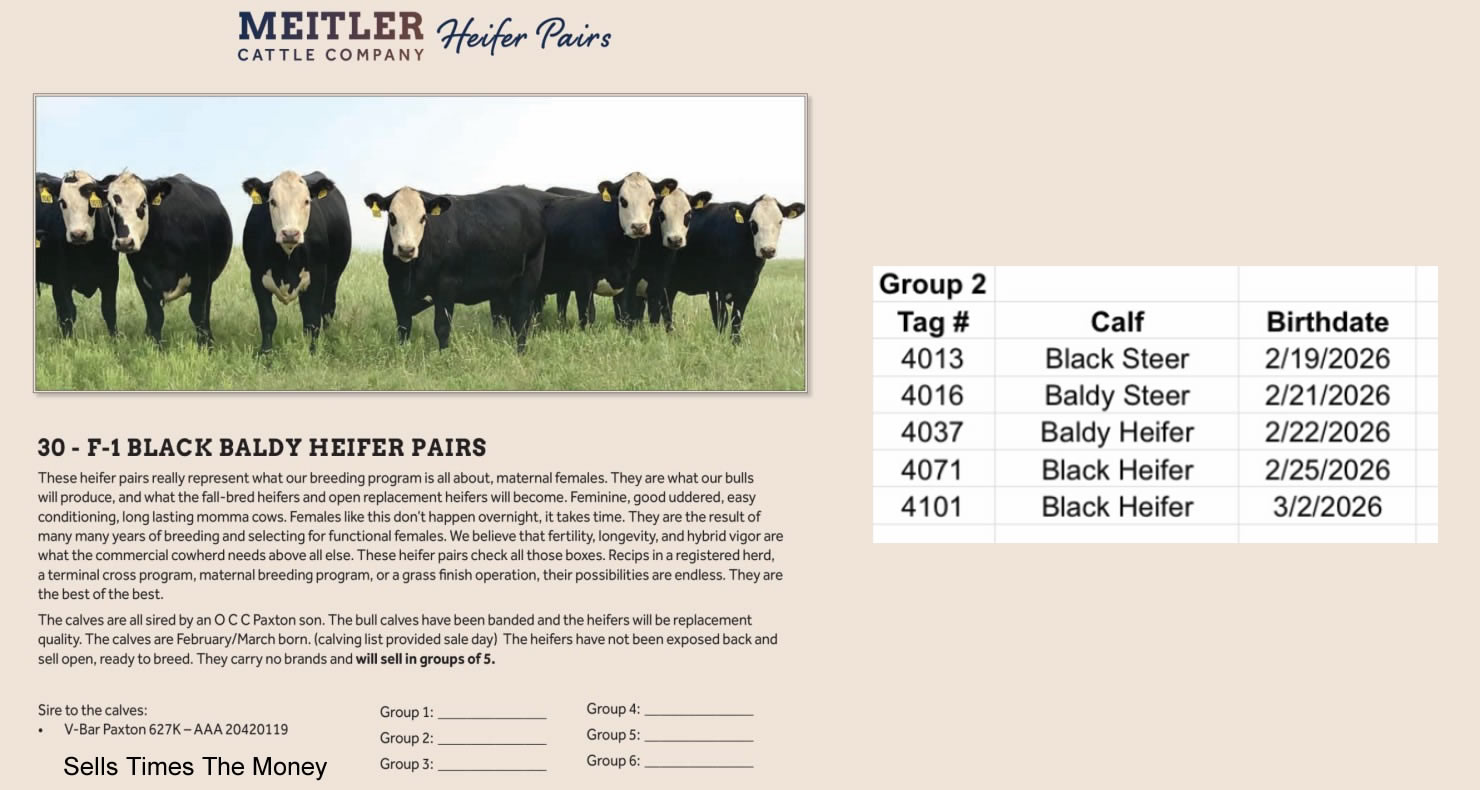 Lot black-baldy-heifer-pairs2: Meitler Cattle Company - Focus on ...
