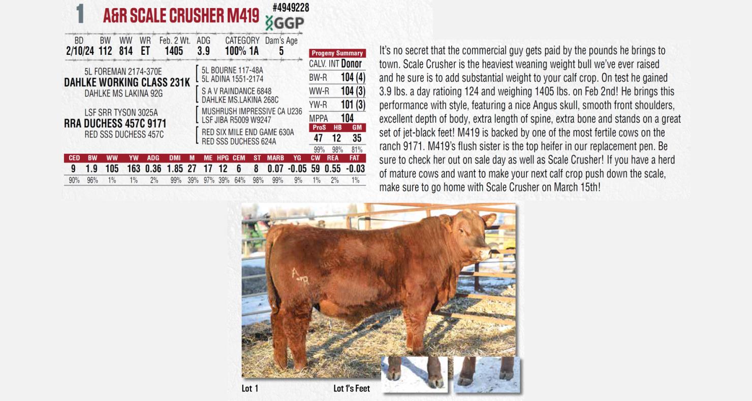 Lot 1 - A&R Scale Crusher M419: A&R Red Angus - Online Red Angus Sale ...