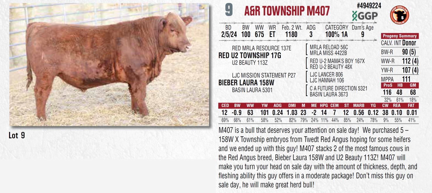 Lot 9 - A&R Township M407: A&R Red Angus - Online Red Angus Sale | A&R ...