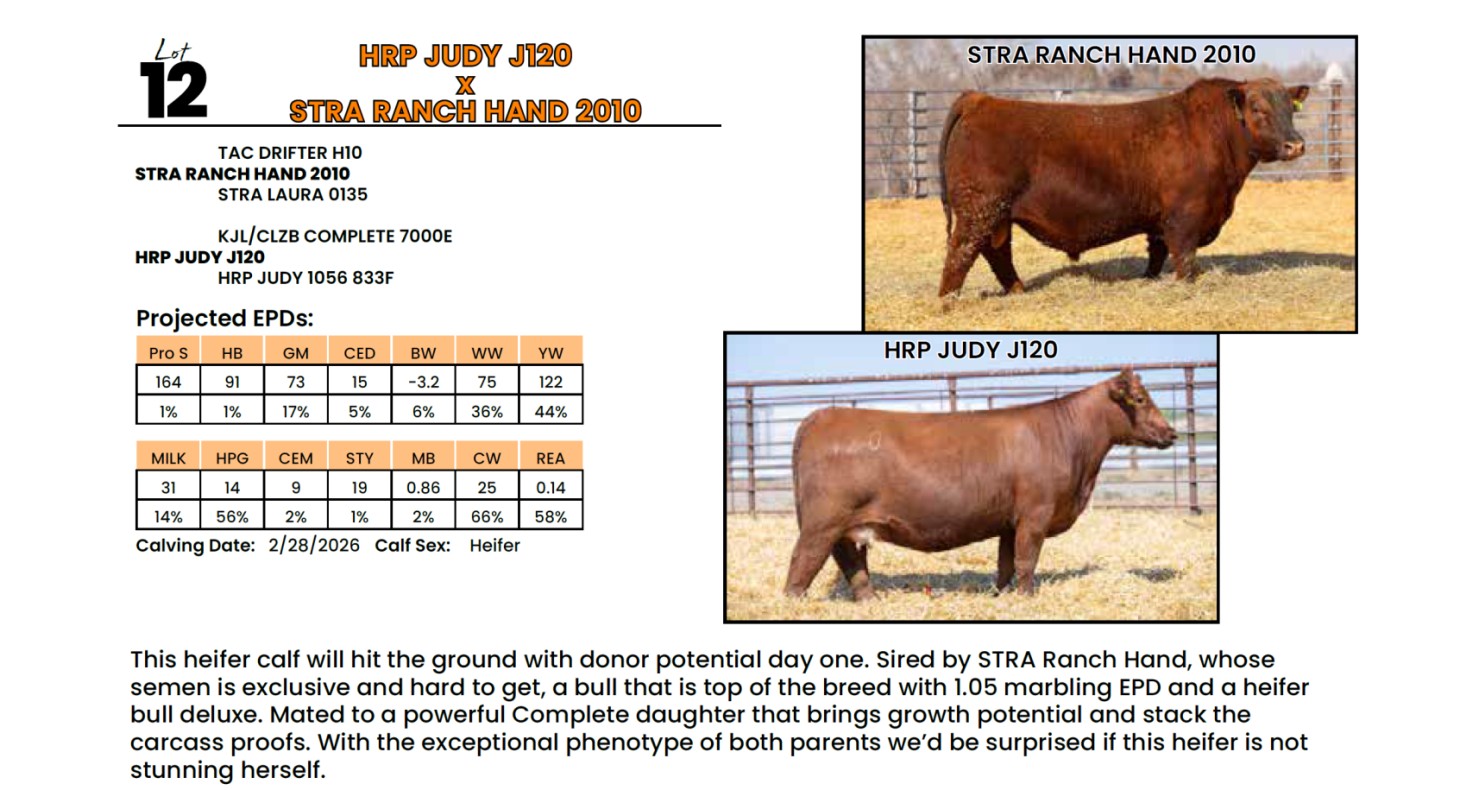 Lot 12 - HRP JUDY J120 x STRA RANCH HAND 2010: Hansine Ranch - Fall ...