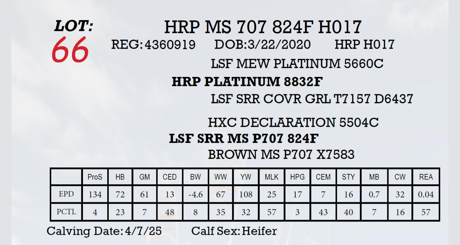 Lot 66 - HRP MS 707 824F H017: Hansine Ranch - Fall Female Sale ...