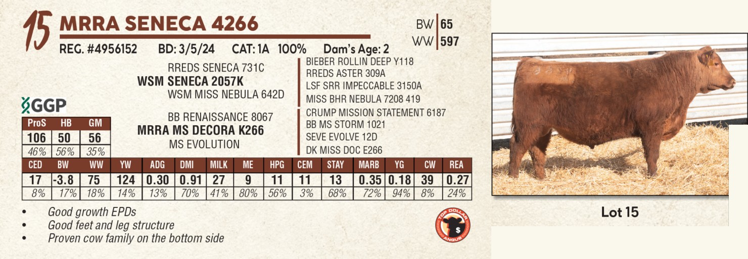 Lot 15: Missouri River Red Angus - Annual Production Sale | DVAuction