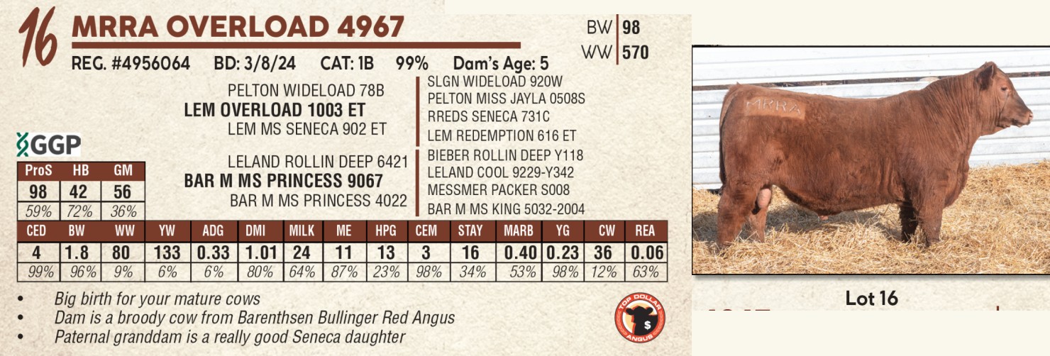 Lot 16: Missouri River Red Angus - Annual Production Sale | DVAuction