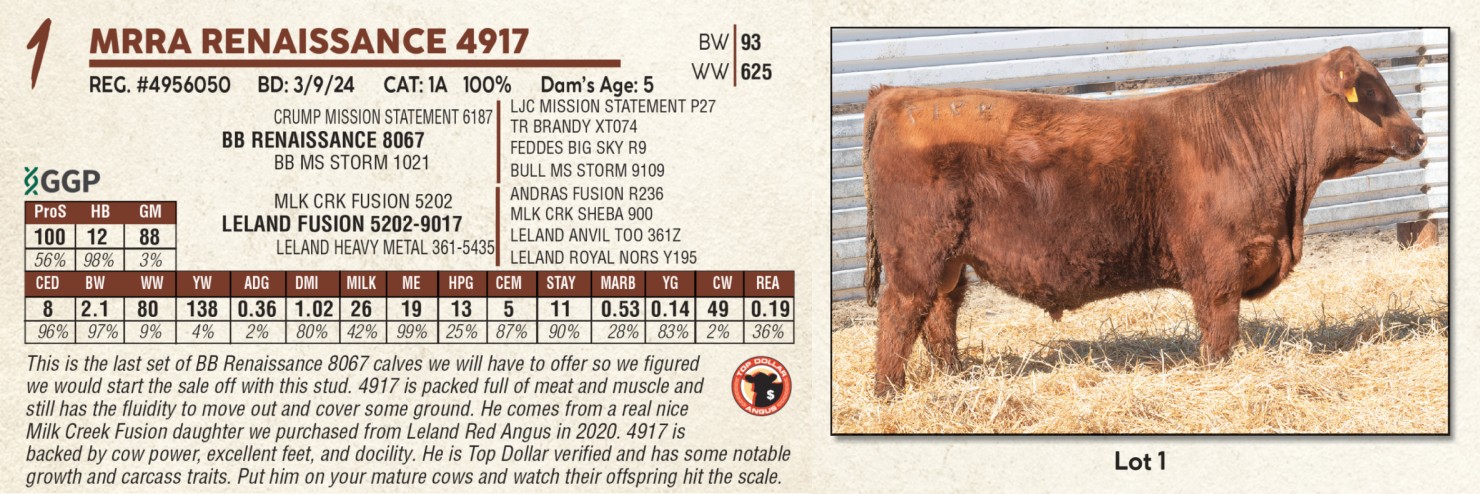Lot 1: Missouri River Red Angus - Annual Production Sale | DVAuction
