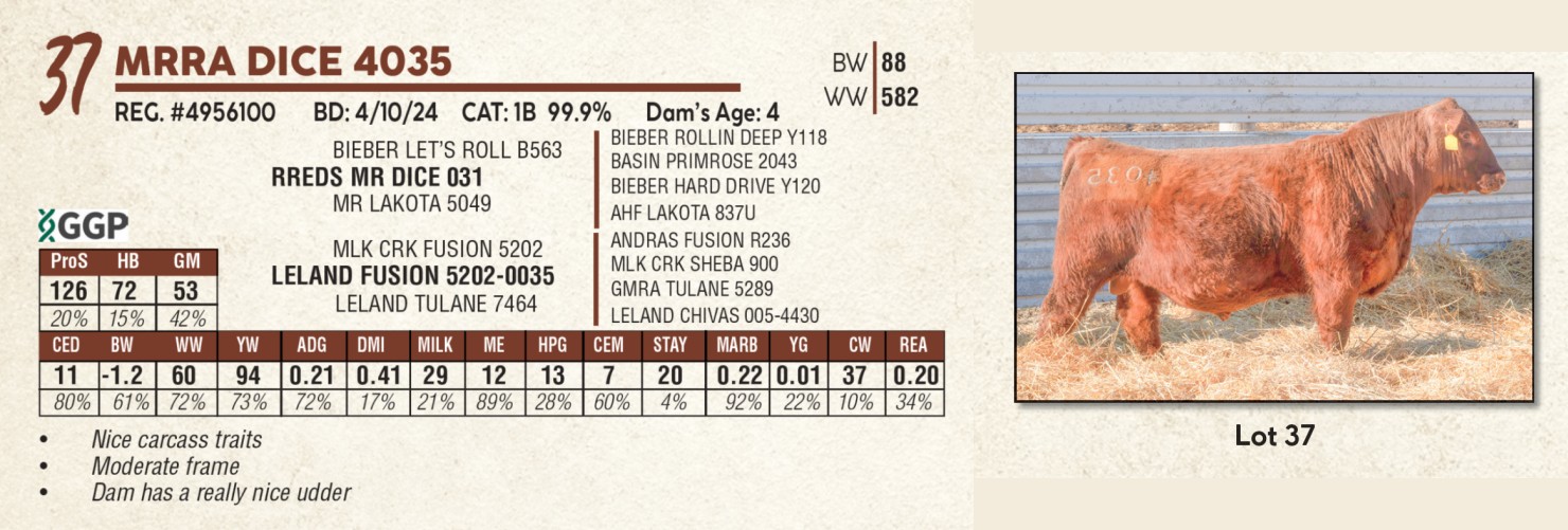 Lot 37: Missouri River Red Angus - Annual Production Sale | DVAuction