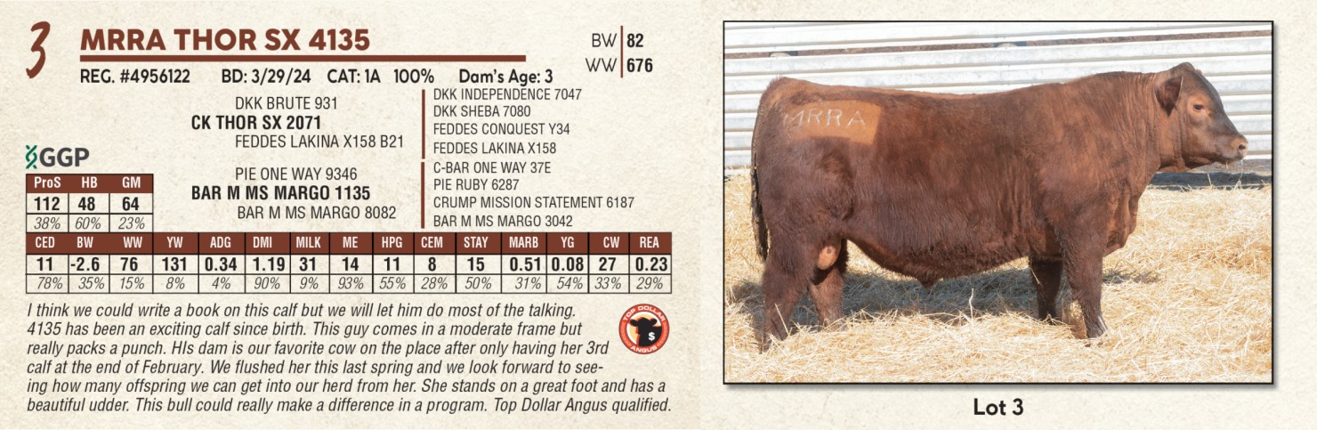 Lot 3: Missouri River Red Angus - Annual Production Sale | DVAuction