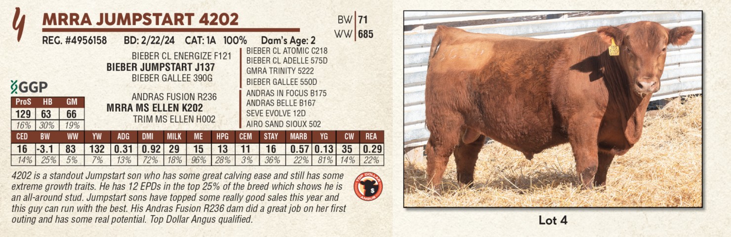 Lot 4: Missouri River Red Angus - Annual Production Sale | DVAuction