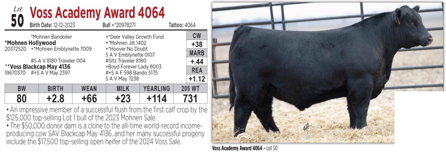 Lot 50: Voss Angus - Annual Angus Bull & Female Sale | DVAuction