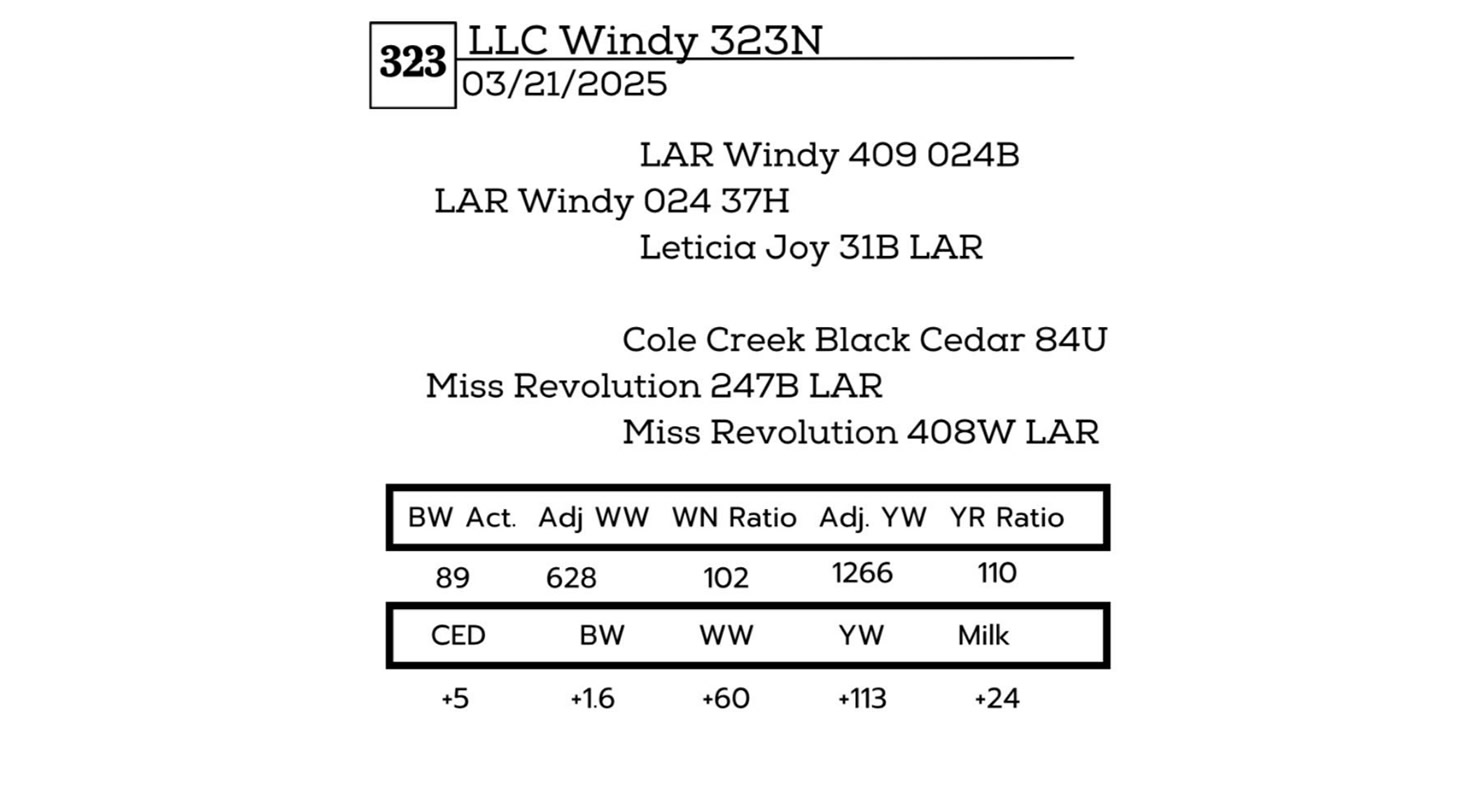 Lot 323 - LLC Windy 323N: Littau Land and Cattle - Annual Online Bull ...