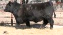 Lot 153 - LLC Wrangler 153M: Littau Land and Cattle - Bull Sale ...