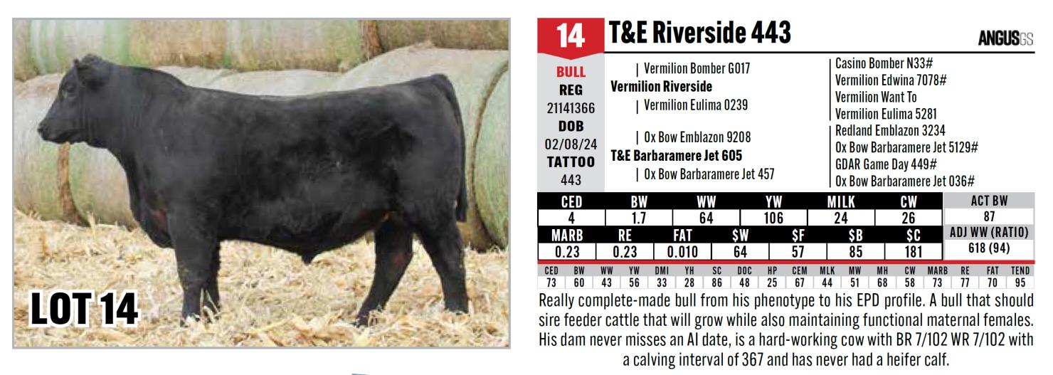 Lot 14: T&E Angus with Mr K Angus - Bid Off | T&E Angus with Mr K Angus