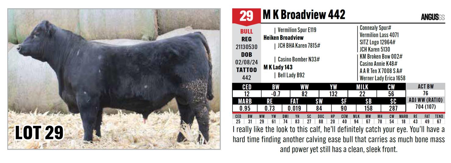 Lot 29: T&E Angus with Mr K Angus - Bid Off | T&E Angus with Mr K Angus