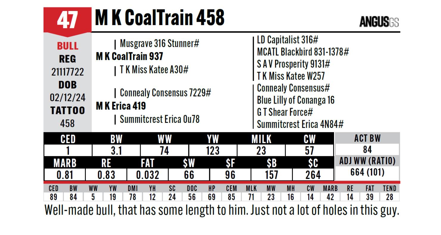 Lot 47: T&E Angus with Mr K Angus - Bid Off | T&E Angus with Mr K Angus