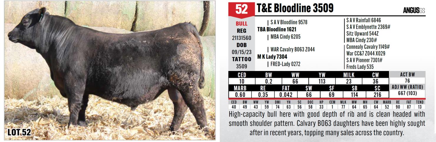 Lot 52: T&E Angus with Mr K Angus - Bid Off | T&E Angus with Mr K Angus