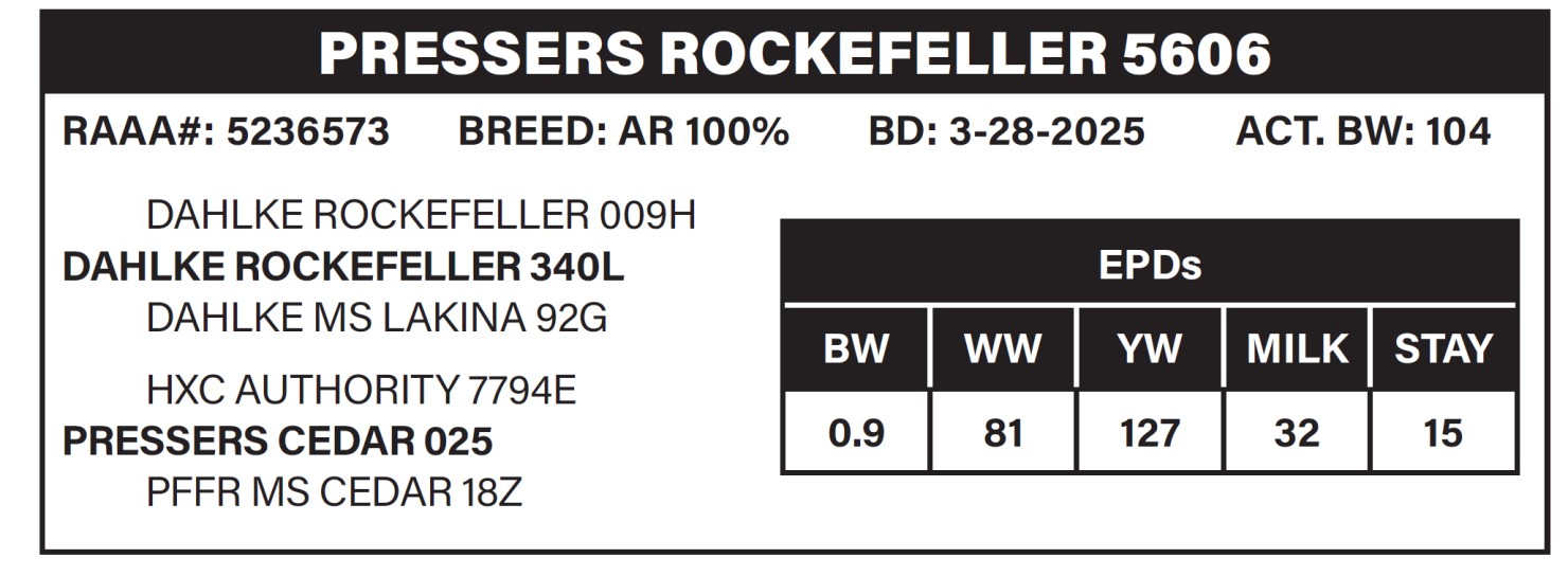 Lot 5606: Presser Red Angus - Annual Production Sale | DVAuction
