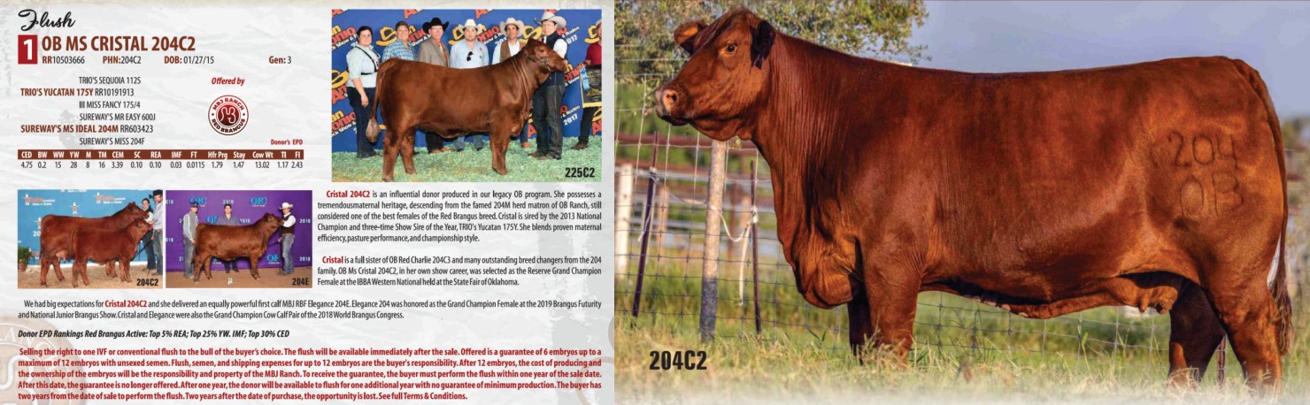 Lot 1 - Flush of OB Ms Cristal 204c2: MBJ Ranch and Trio Cattle ...