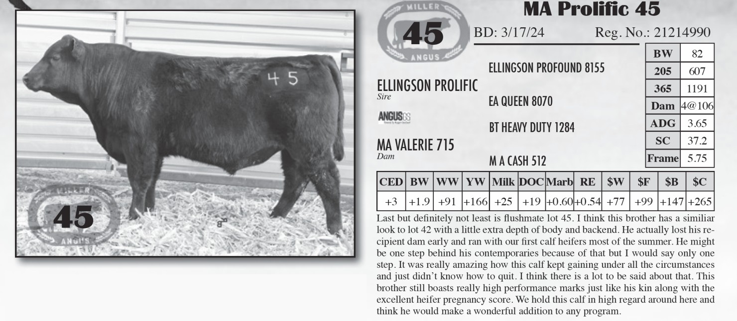 Lot 45: Miller Angus - 43rd Annual Angus Bull Sale | DVAuction