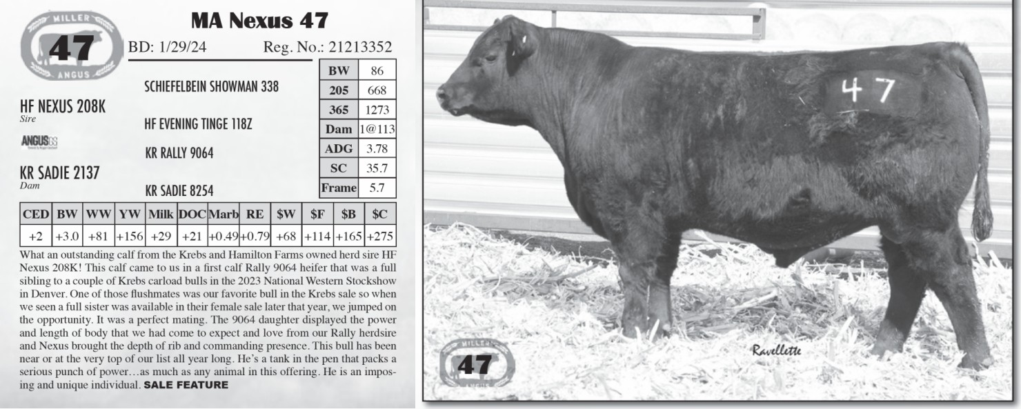 Lot 47: Miller Angus - 43rd Annual Angus Bull Sale | DVAuction