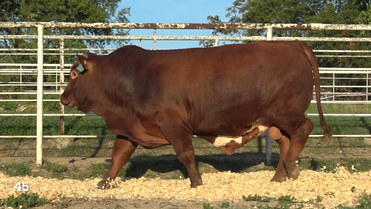 Lot 45: Red River Beefmaster Performance Group - Beefmaster Bull Sale ...