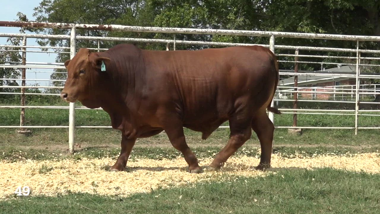 Lot 49: Red River Beefmaster Performance Group - Beefmaster Bull Sale ...