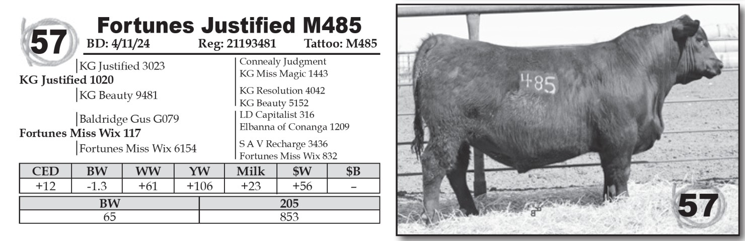 Lot 57: Fortune's Rafter U Cross - 25th Annual Angus Bull Sale | DVAuction